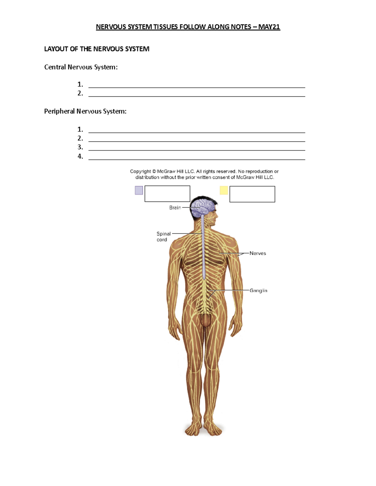 Nervous System Overview and Key Concepts - BIOL 101 Lecture Notes - Studocu