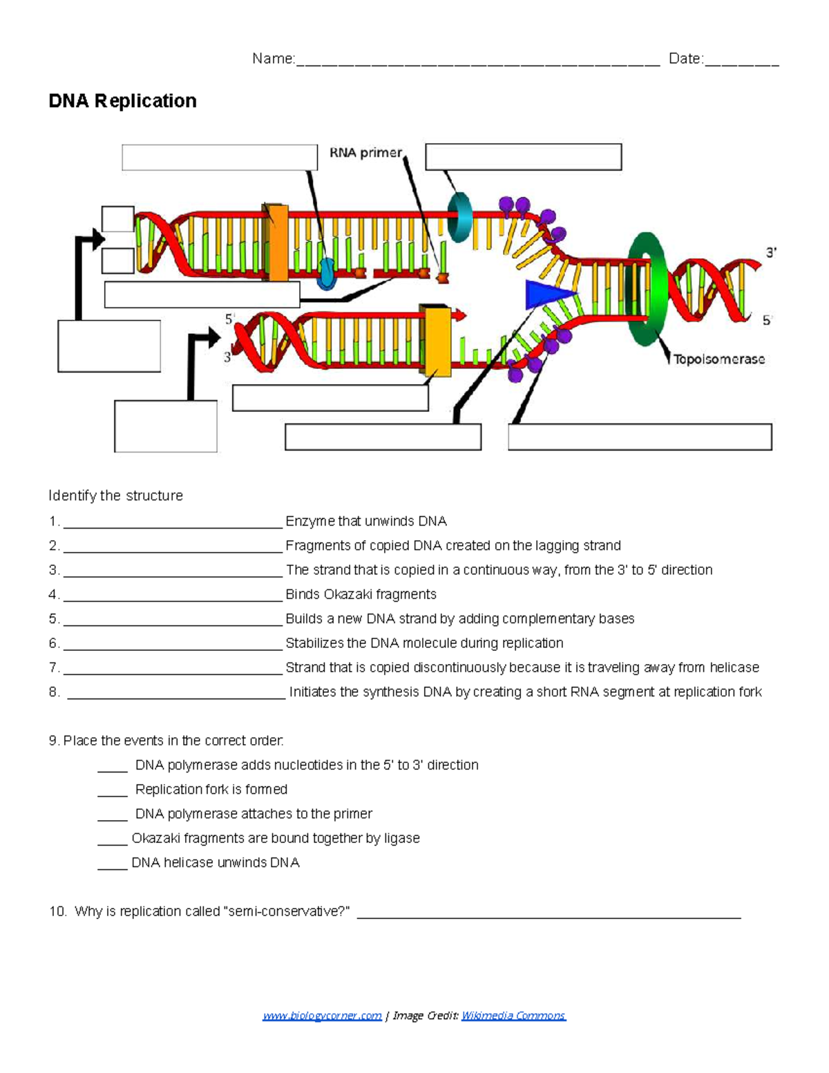 DNA Replication - Structure and Processes Overview (BIO101) - Studocu