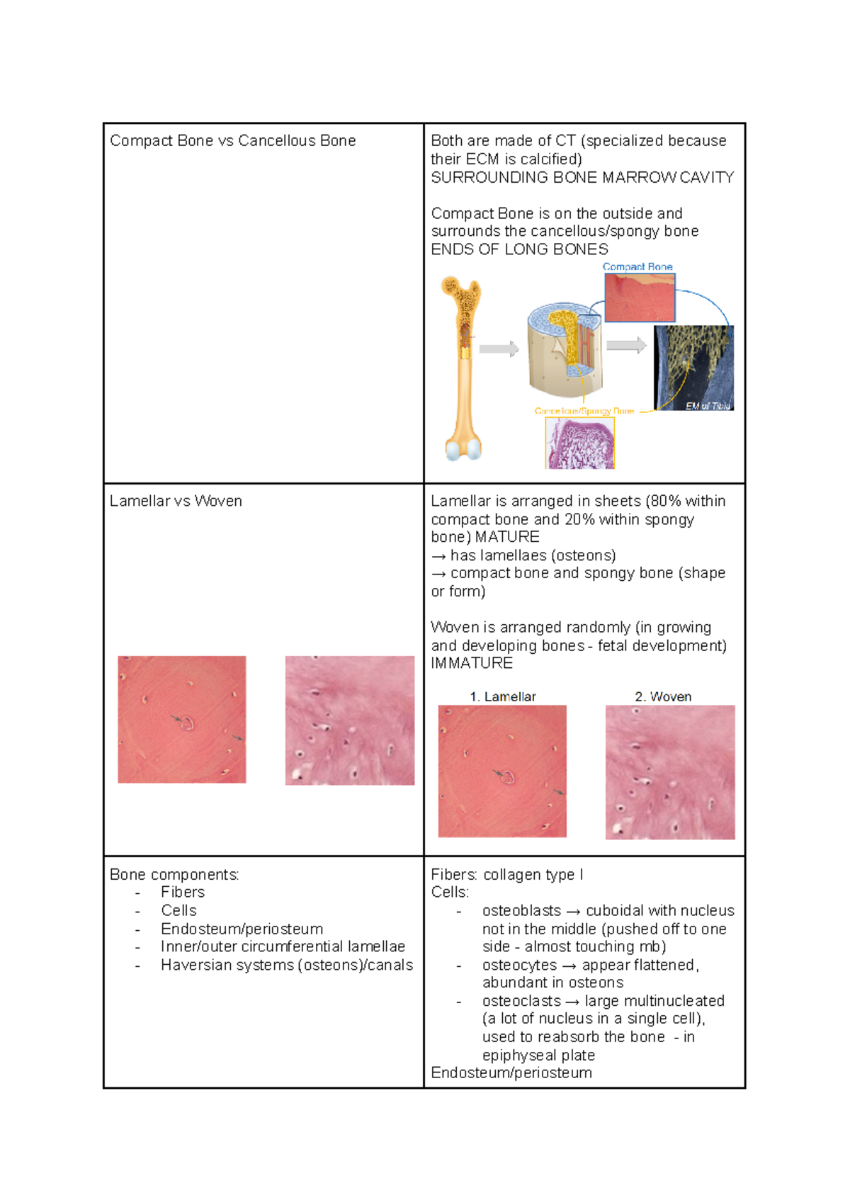 Lab4 - Bones - flashcards version - Compact Bone vs Cancellous Bone ...