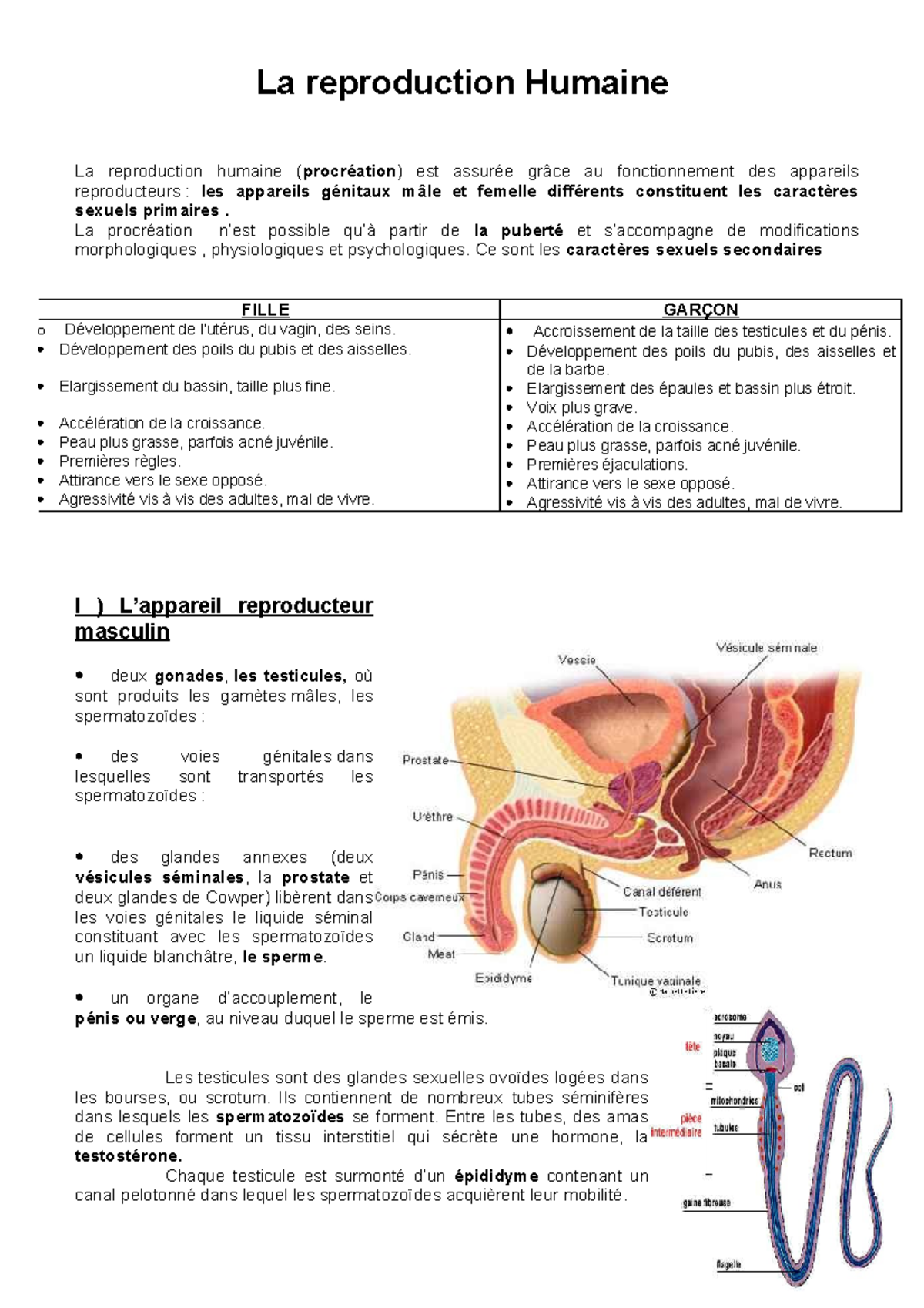 Reproduction Humaine - SVT (cours de sciences) - La reproduction ...