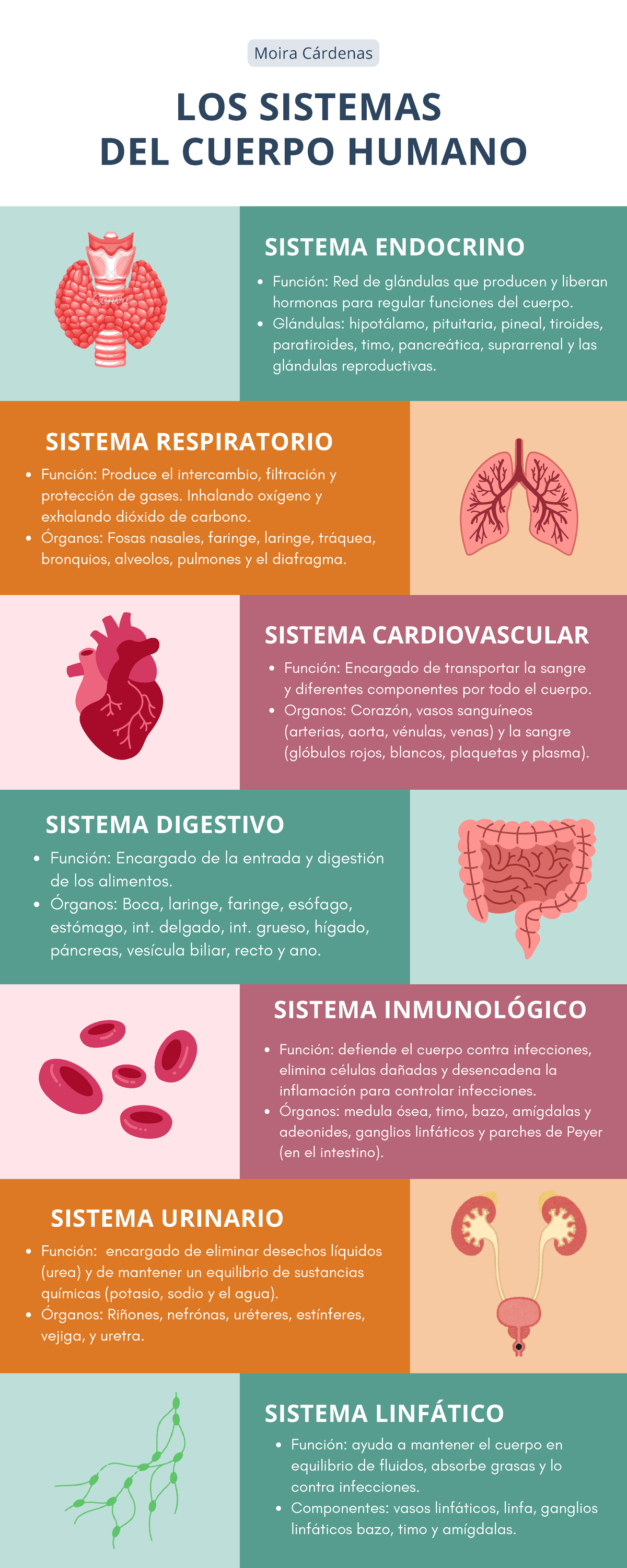 Los sistemas del cuerpo humano - SISTEMA ENDOCRINO Función: Red de ...