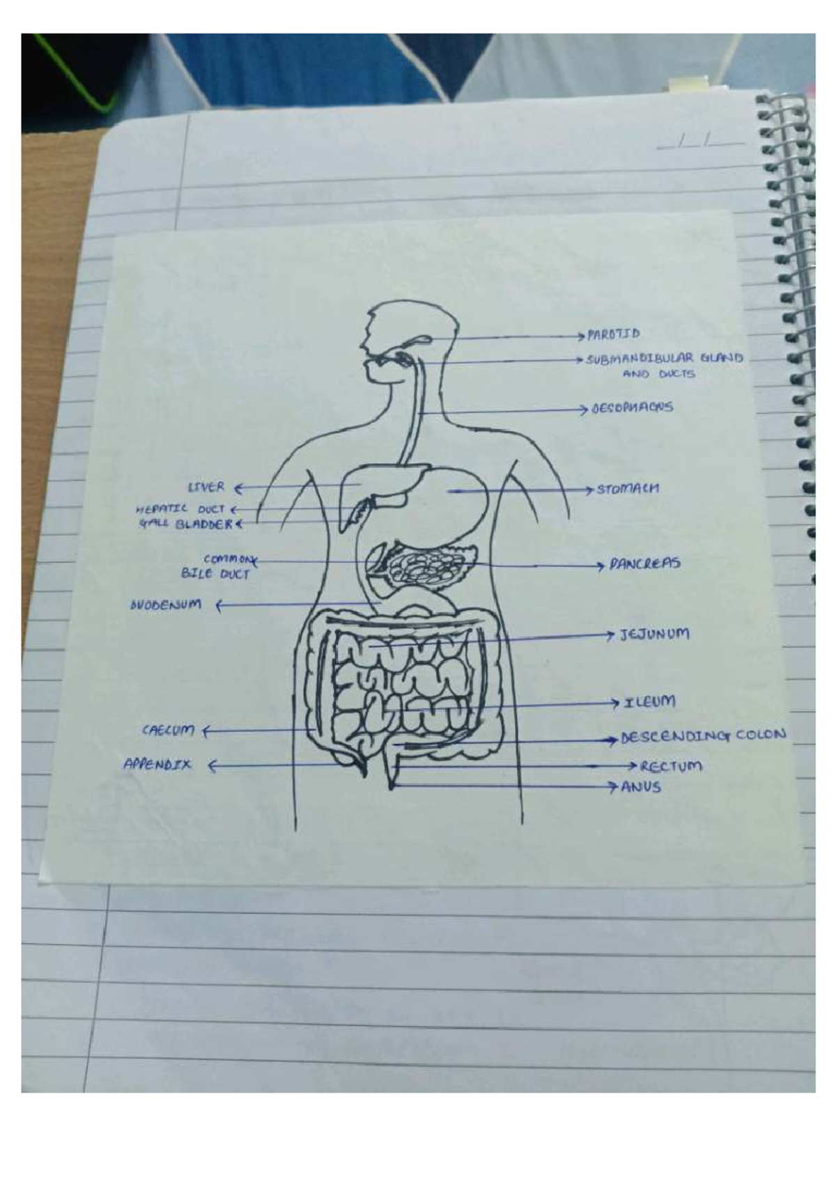 Digestive System Overview: BSc 1 Sem Handwritten Notes - Studocu
