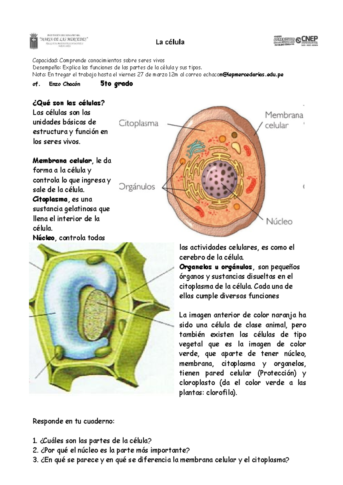 Partes De Una Celula Animal 5to Grado