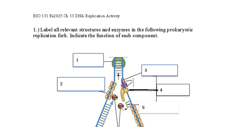 BIO 131 Fa2025 Ch 13 DNA Replication Structures & Functions - Studocu