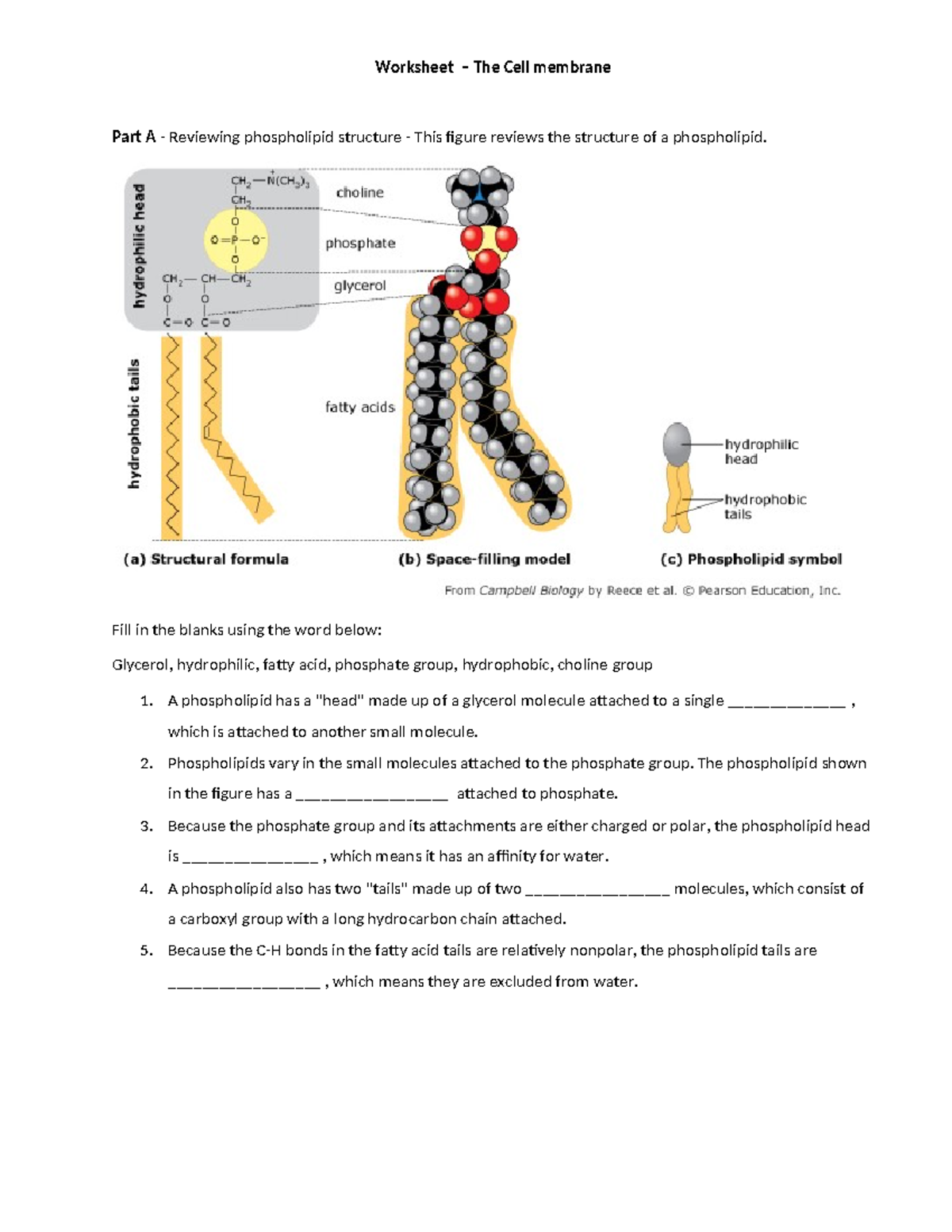 Worksheet - Cell Membrane - Worksheet – The Cell membrane Part A ...