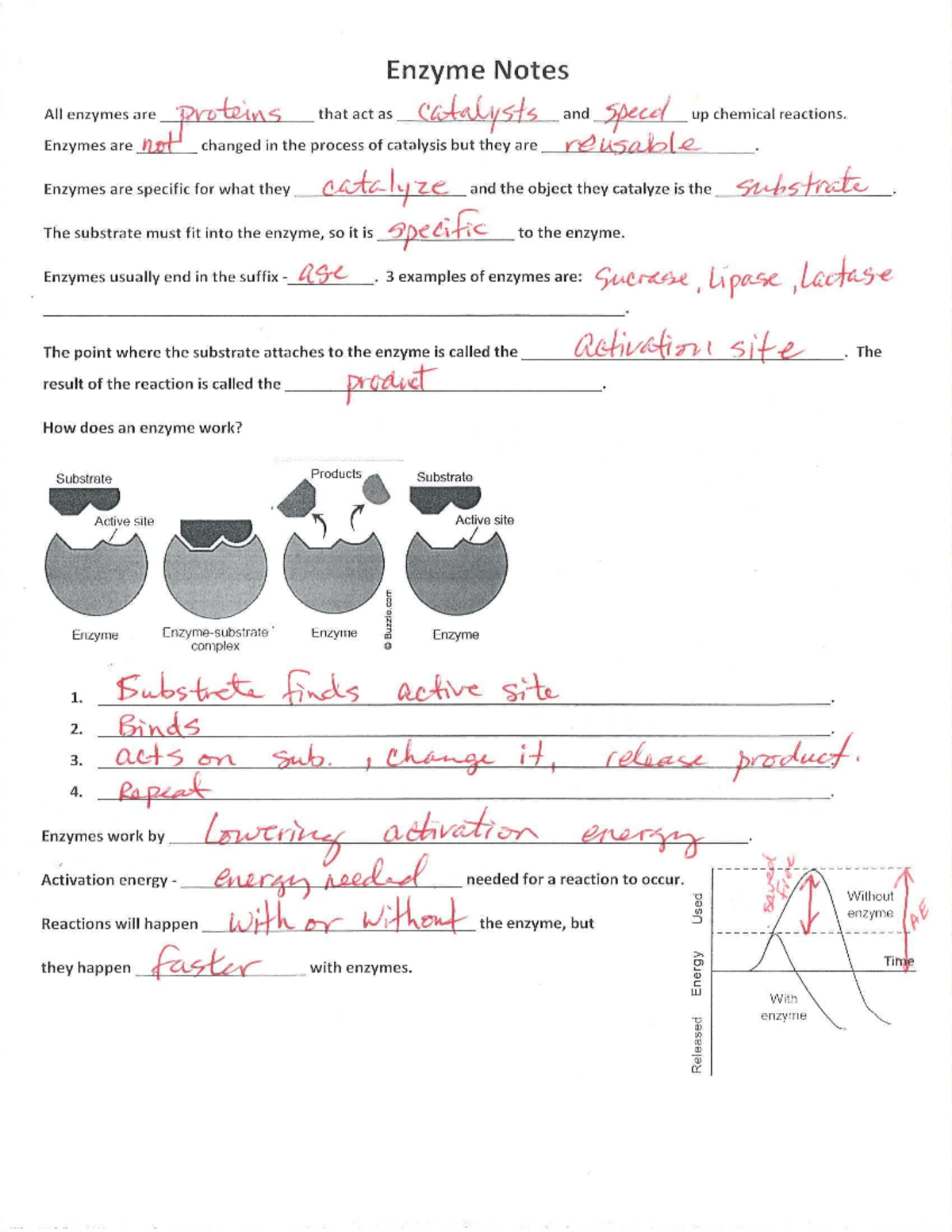 Enzyme Function and Activity Notes for Biology 101 - Studocu