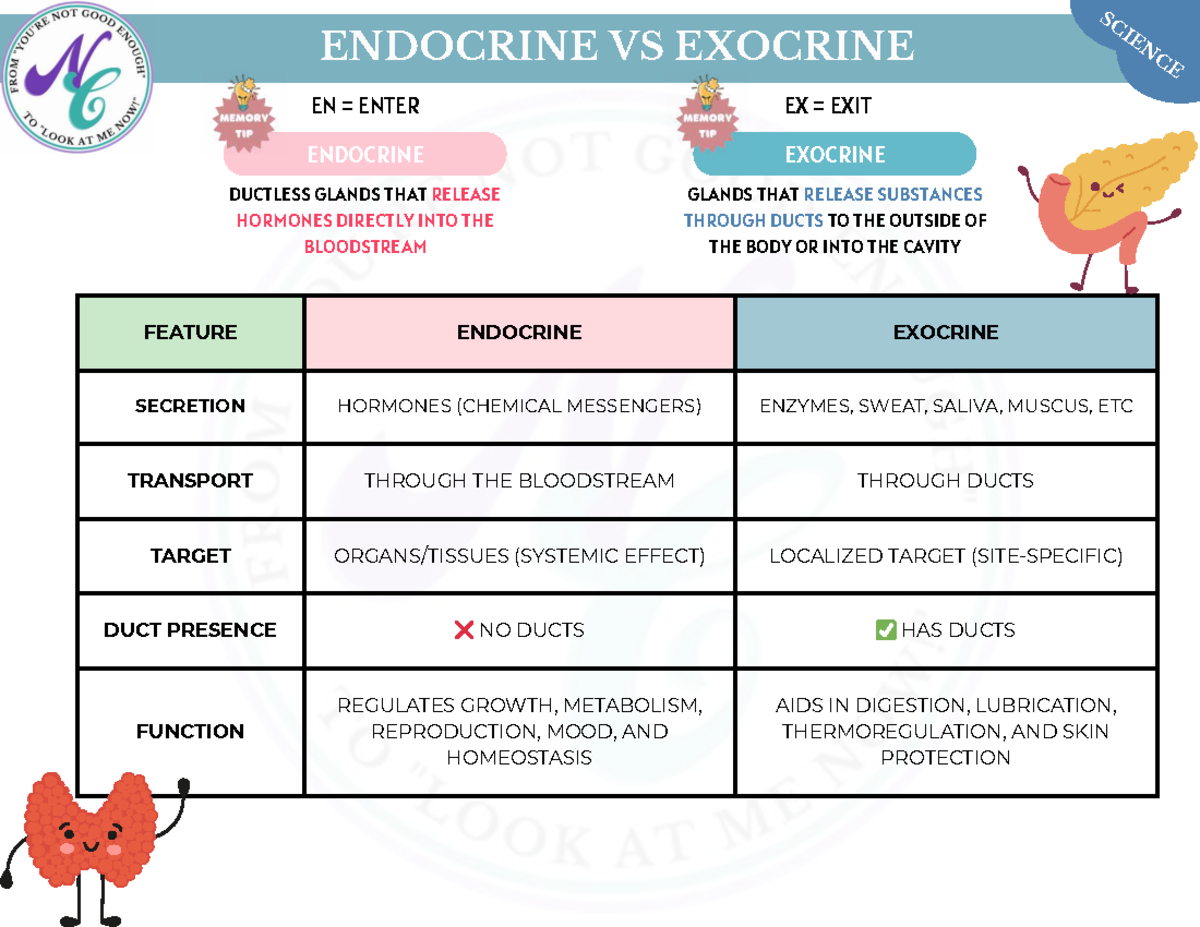 ENDOCRINE VS EXOCRINE: A COMPREHENSIVE STUDY GUIDE - Studocu