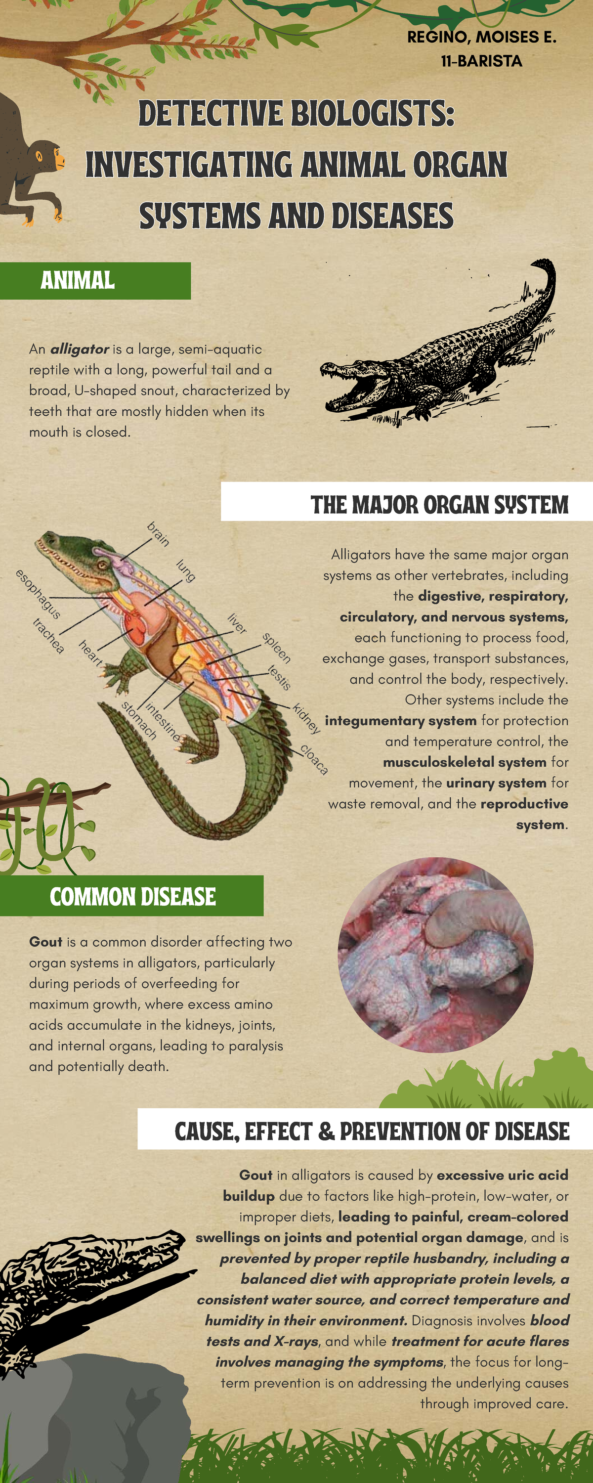 Detective Biologists: Investigating Alligator Organ Systems & Diseases ...