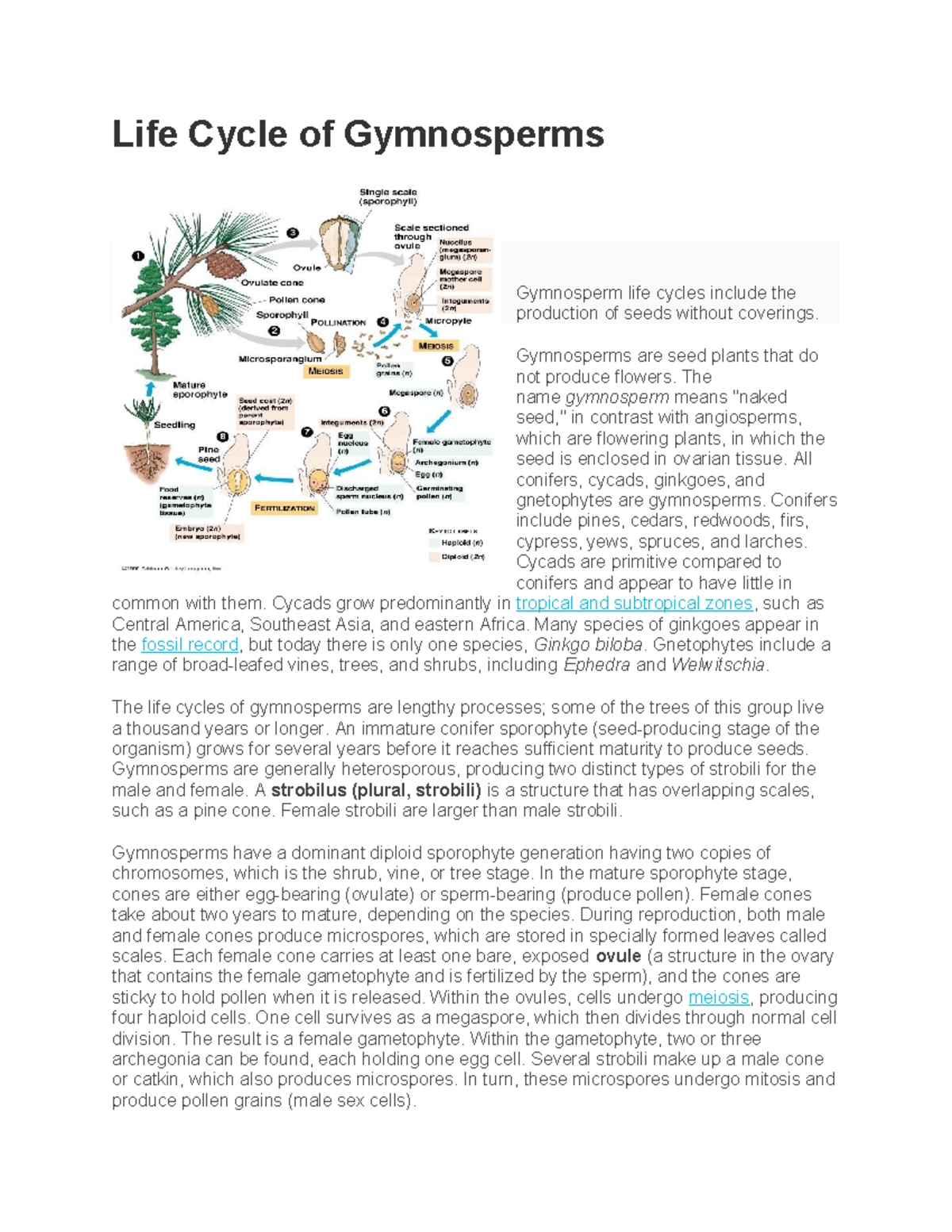 Reproduction in flowering plants - Life Cycle of Gymnosperms Gymnosperm ...
