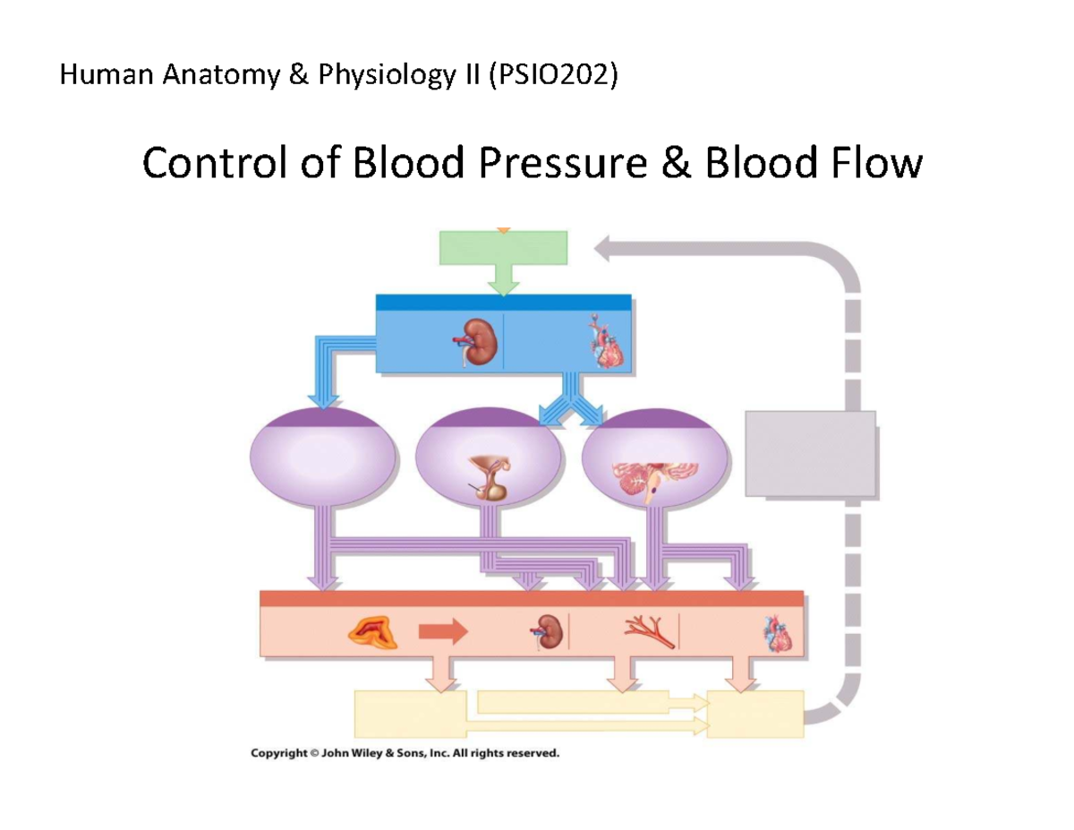 Control of Blood Pressure & Blood Flow Mechanisms (PSIO202) - Studocu