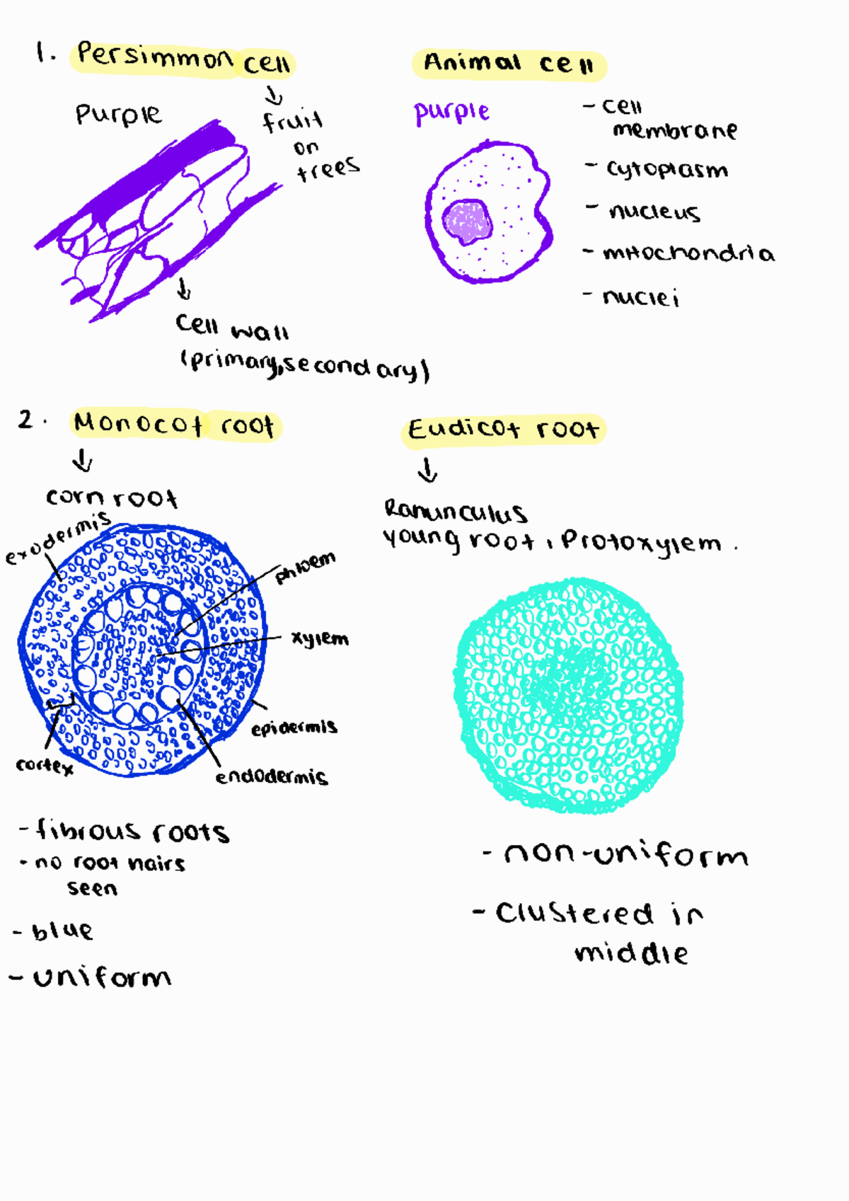 Biology lab 3 drawings 221002 175035 - 1. Persimmon cell Animal cell ...