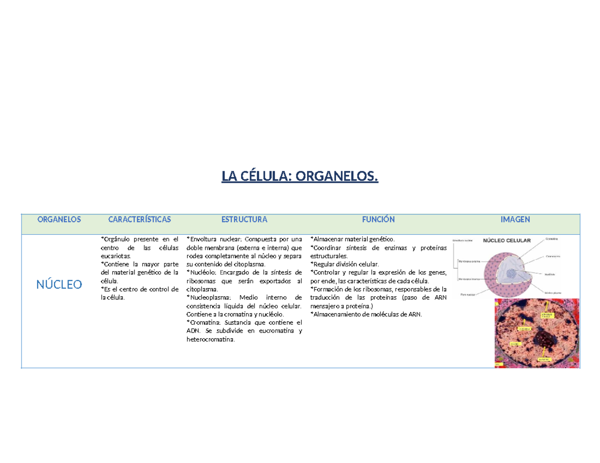 Orgánulos de la Célula: Estructura y Funciones Esenciales (Biología ...