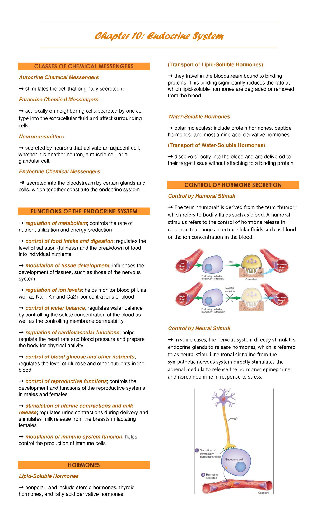 CH10 Endocrine System: Functions, Hormones, and Regulation Insights ...