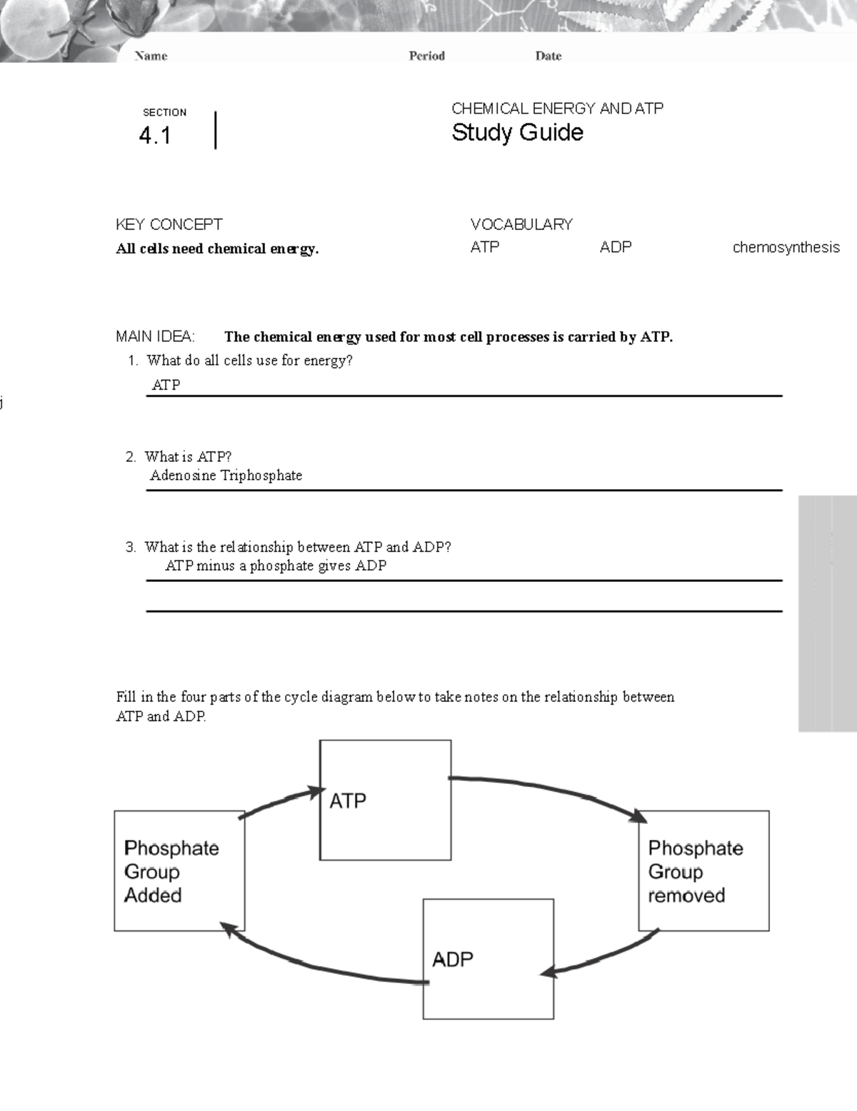 Study Guide ATP 4 - Answer sheet - SECTION 4. CHEMICAL ENERGY AND ATP ...
