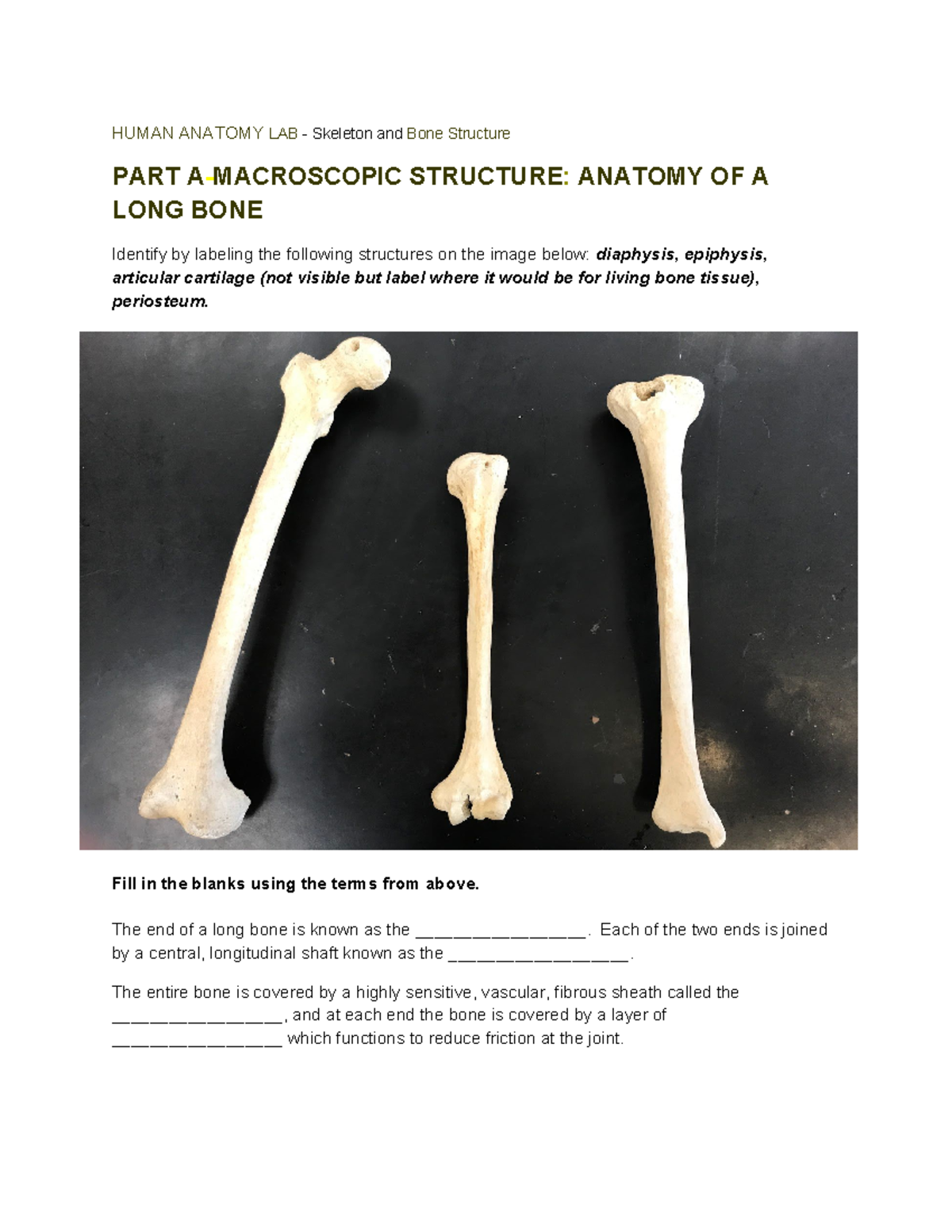 Lab Notes for Human Anatomy: Skeletal System & Bone Structures - Studocu