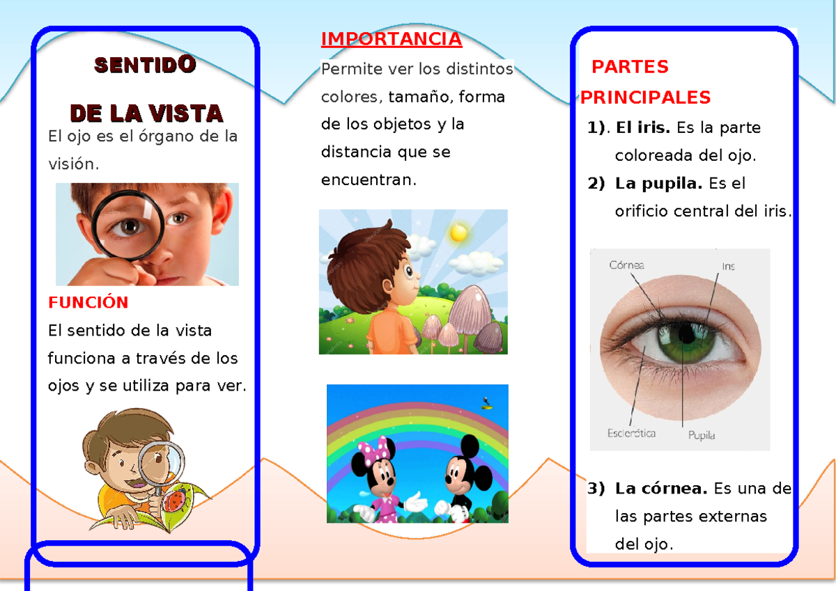 Sentido LA Vista - El ojo es el órgano de la visión. FUNCIÓN El sentido ...