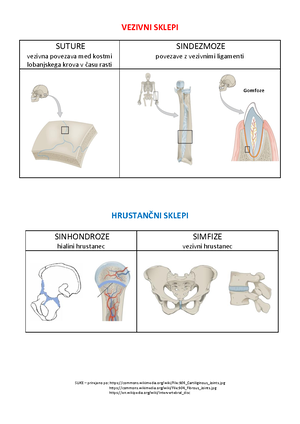 Dihala, sečila in spolovila - Funkcionalna Anatomija - Označi strukture ...