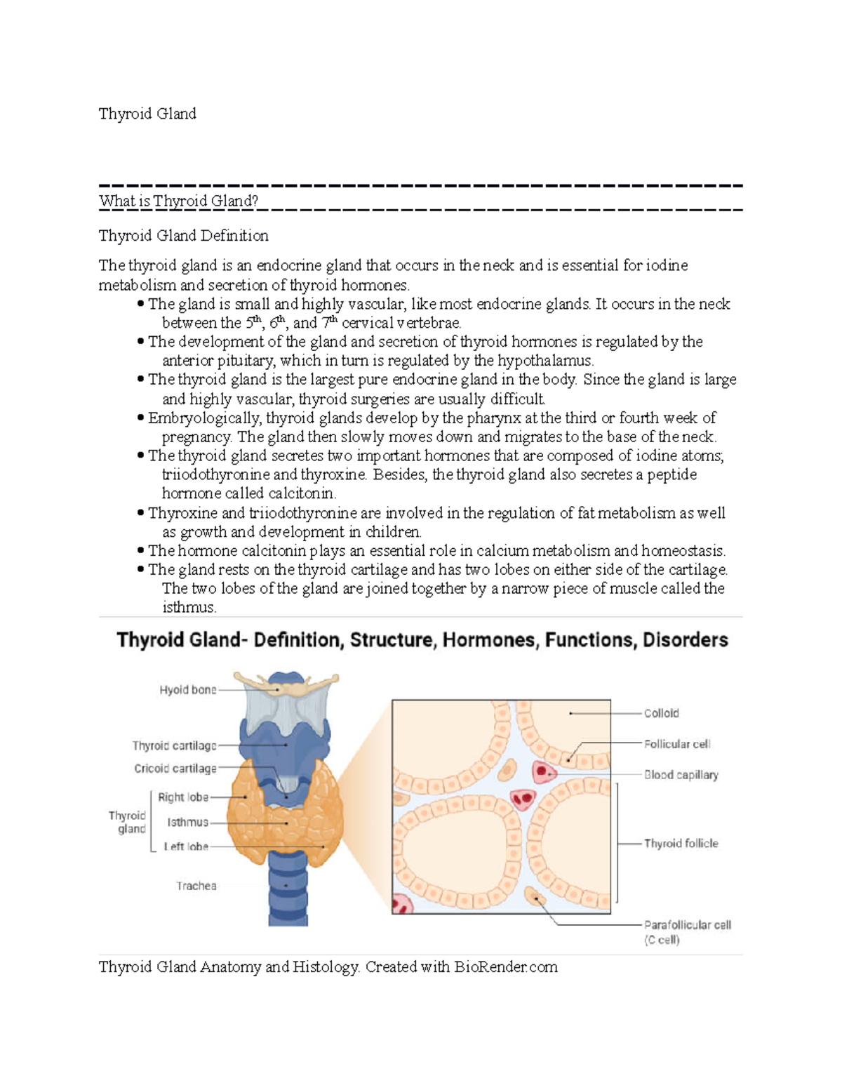 Thyroid Gland Overview and Key Functions - Notes - Studocu