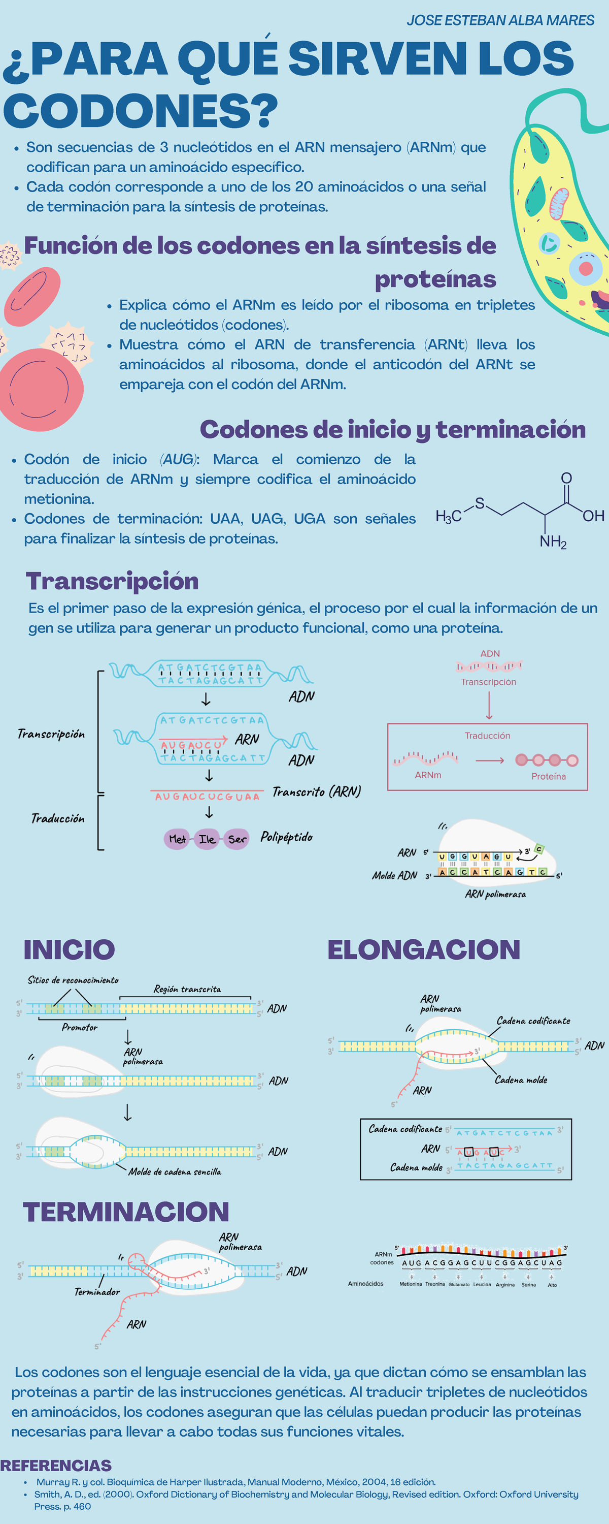 Codones: Funciones y Significado en la Síntesis Proteica - Studocu
