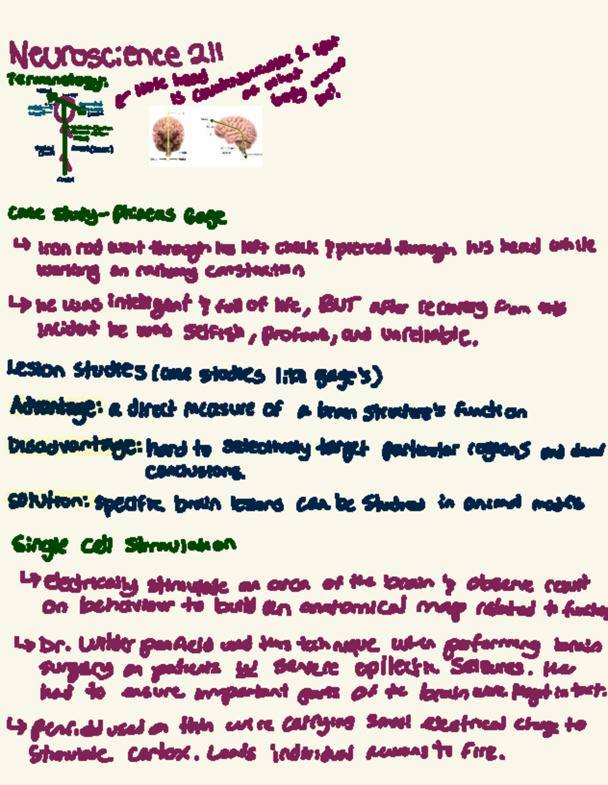 Psych 6: Case Study on Phineas Gage and Brain Function Analysis - Studocu