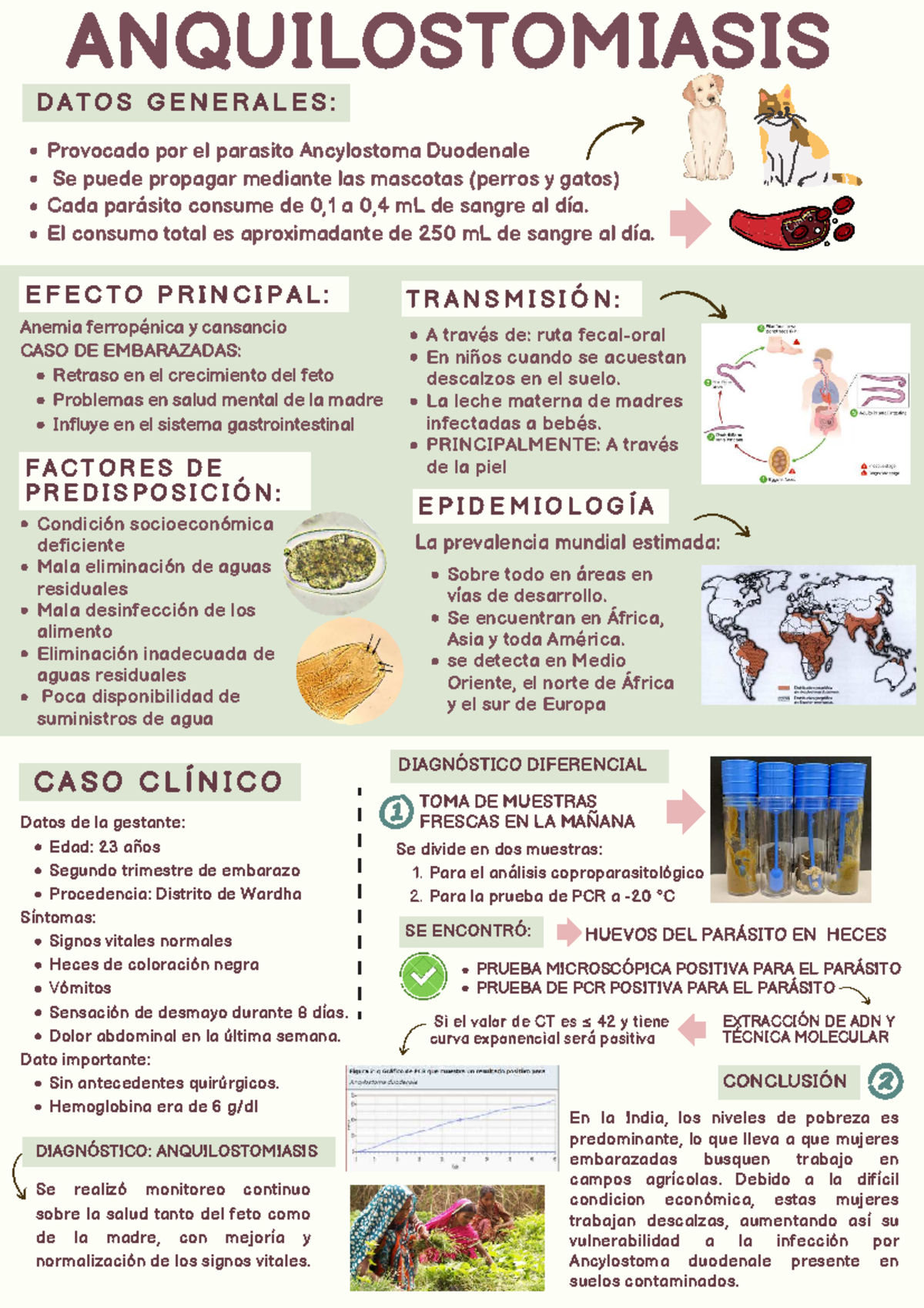 Infografía - medicina humana - DIAGNÓSTICO: ANQUILOSTOMIASIS F A C T O ...