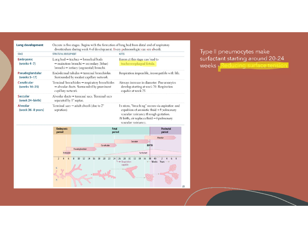 Anatomy & Physiology of the Abdomen: Midterm Review (S&F 2024) - Studocu