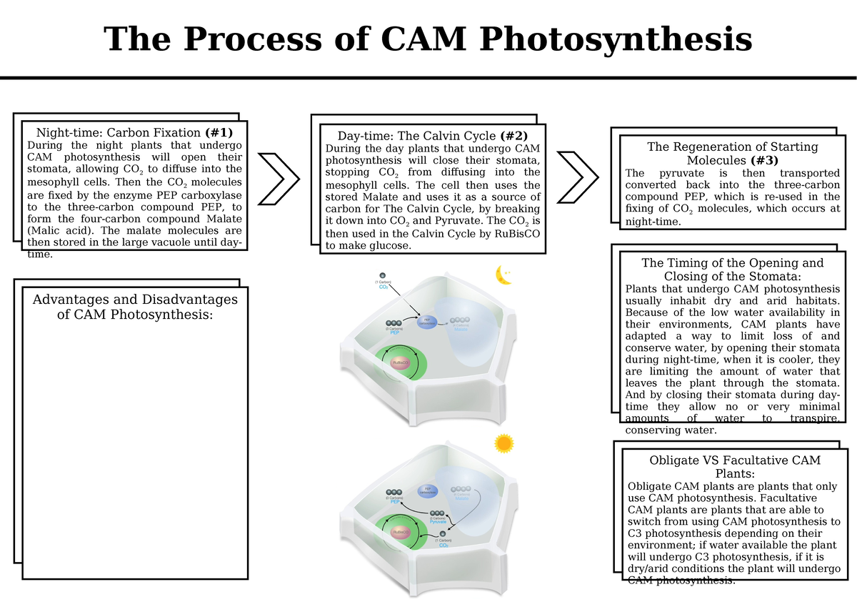 What Is Cam Photosynthesis