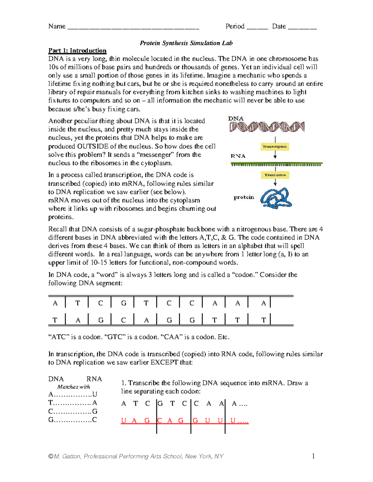 Protein Synthesis Simulation Lab Activity Answer Key - Studocu