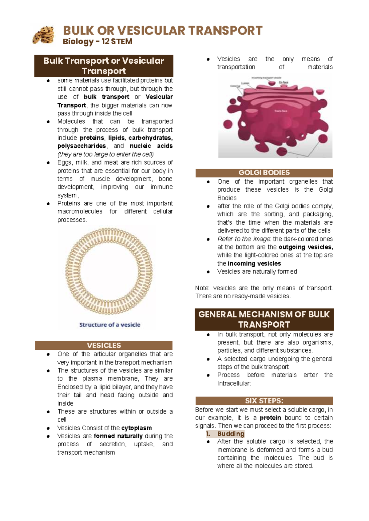 BULK OR VESICULAR TRANSPORT Biology 12 STEM Overview and Mechanisms ...
