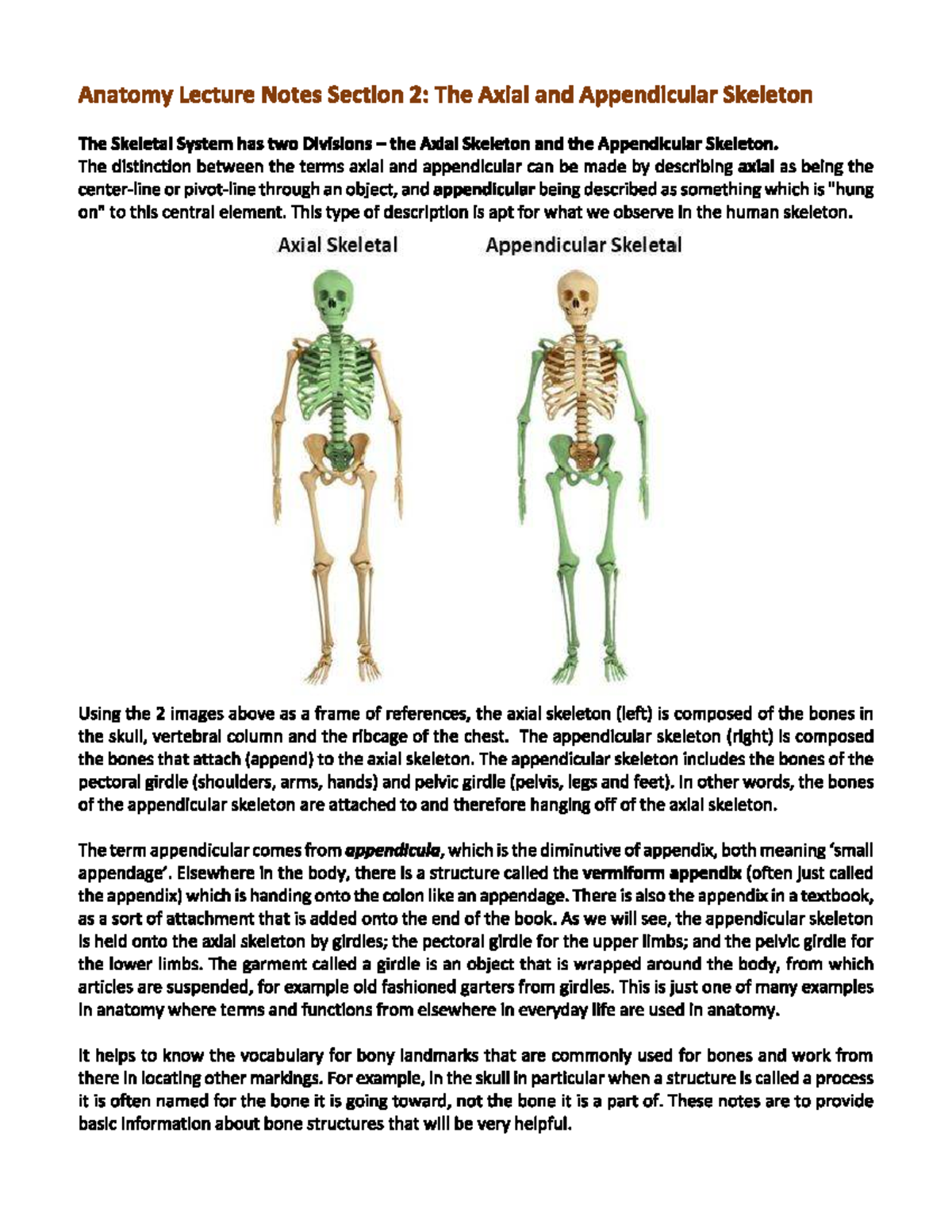 Anatomy Lecture Notes: Axial & Appendicular Skeleton Overview (Course ...