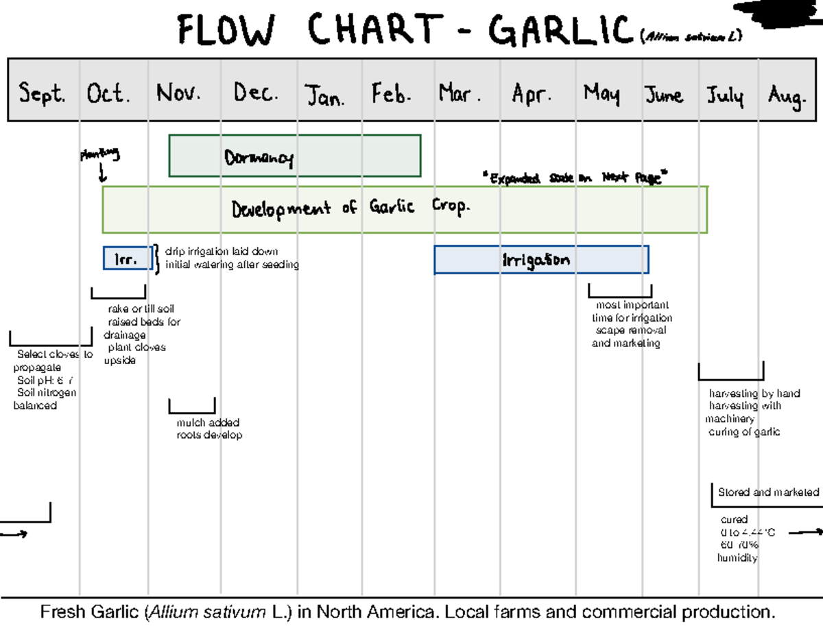 AGR - Garlic Crop Production Flow Chart with Irrigation Guide - Studocu