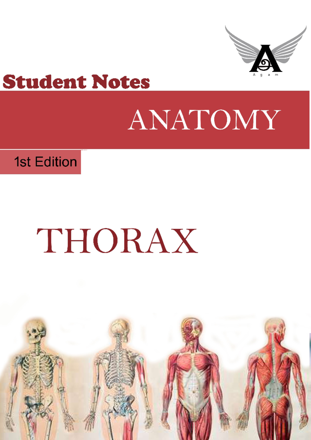 Thorax Anatomy Notes - ANAT-DR-AGAM - Fhbvv - Studocu