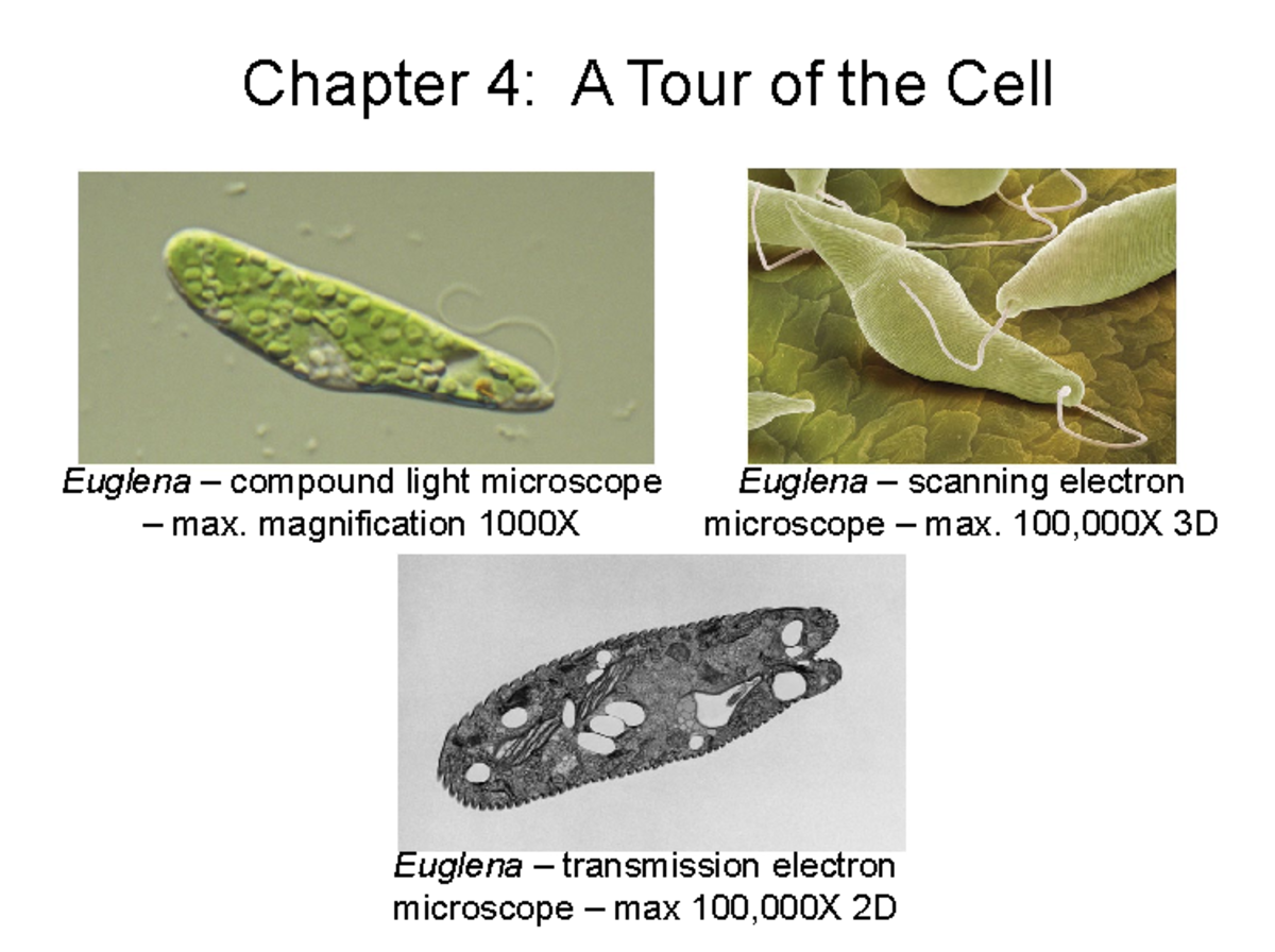 Chapter 4: A Comprehensive Overview of Eukaryotic Cell Structures - Chapter 4: A Tour of the ...