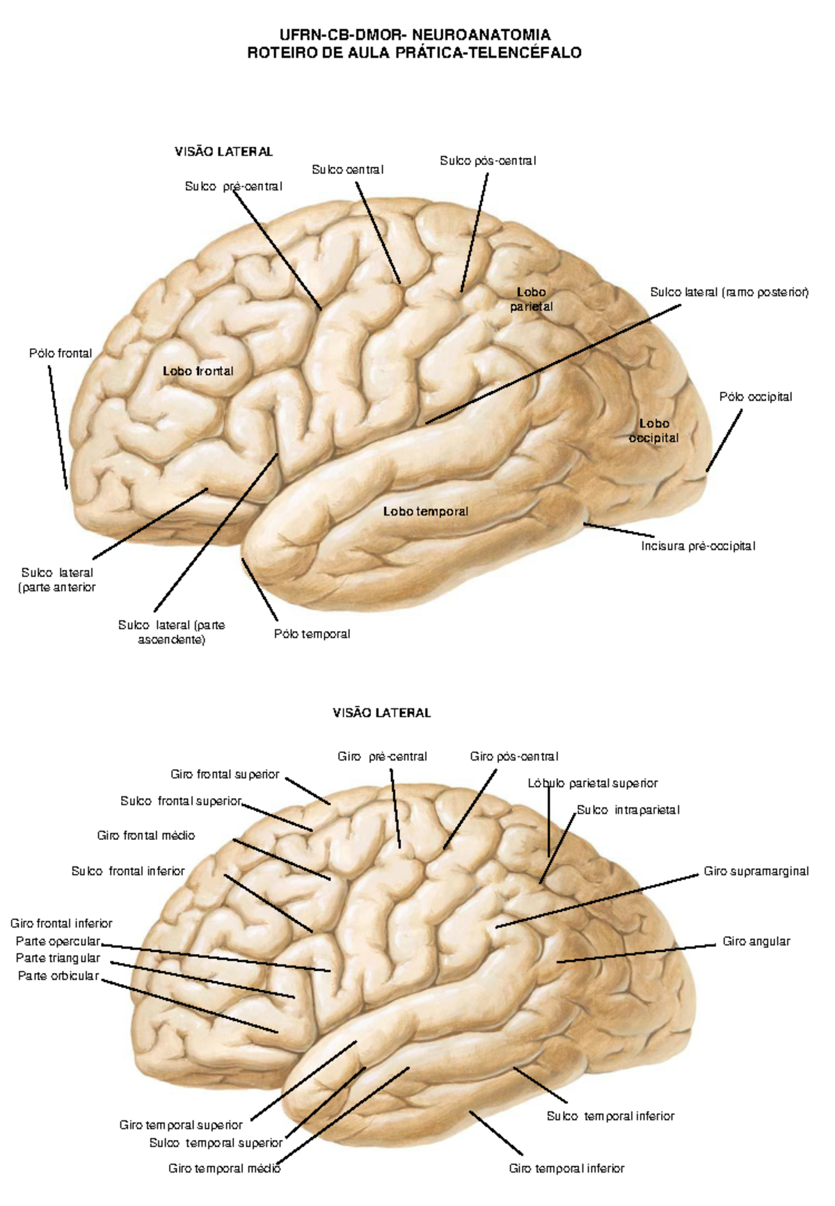 UFRN-CB-DMOR - Aula prática de neuroanatomia: telencéfalo - Studocu
