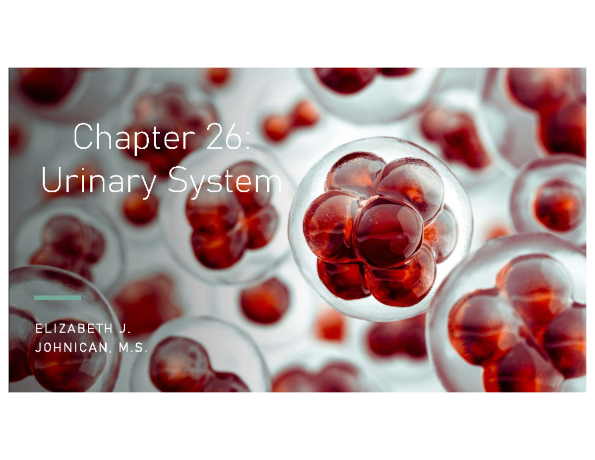 Chapter 26: Urinary System Overview and Kidney Anatomy - Studocu