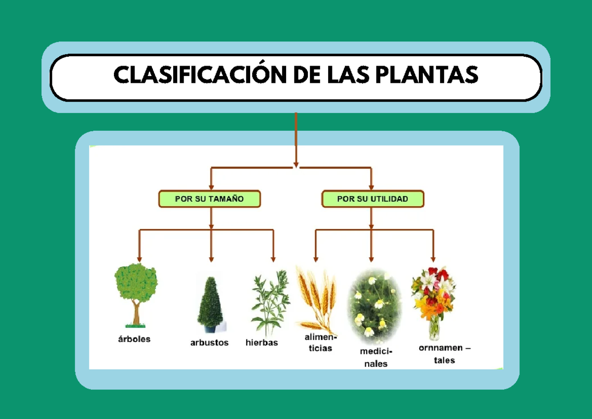 Clasificación de Plantas: Estructuras y Usos en Biología - Studocu