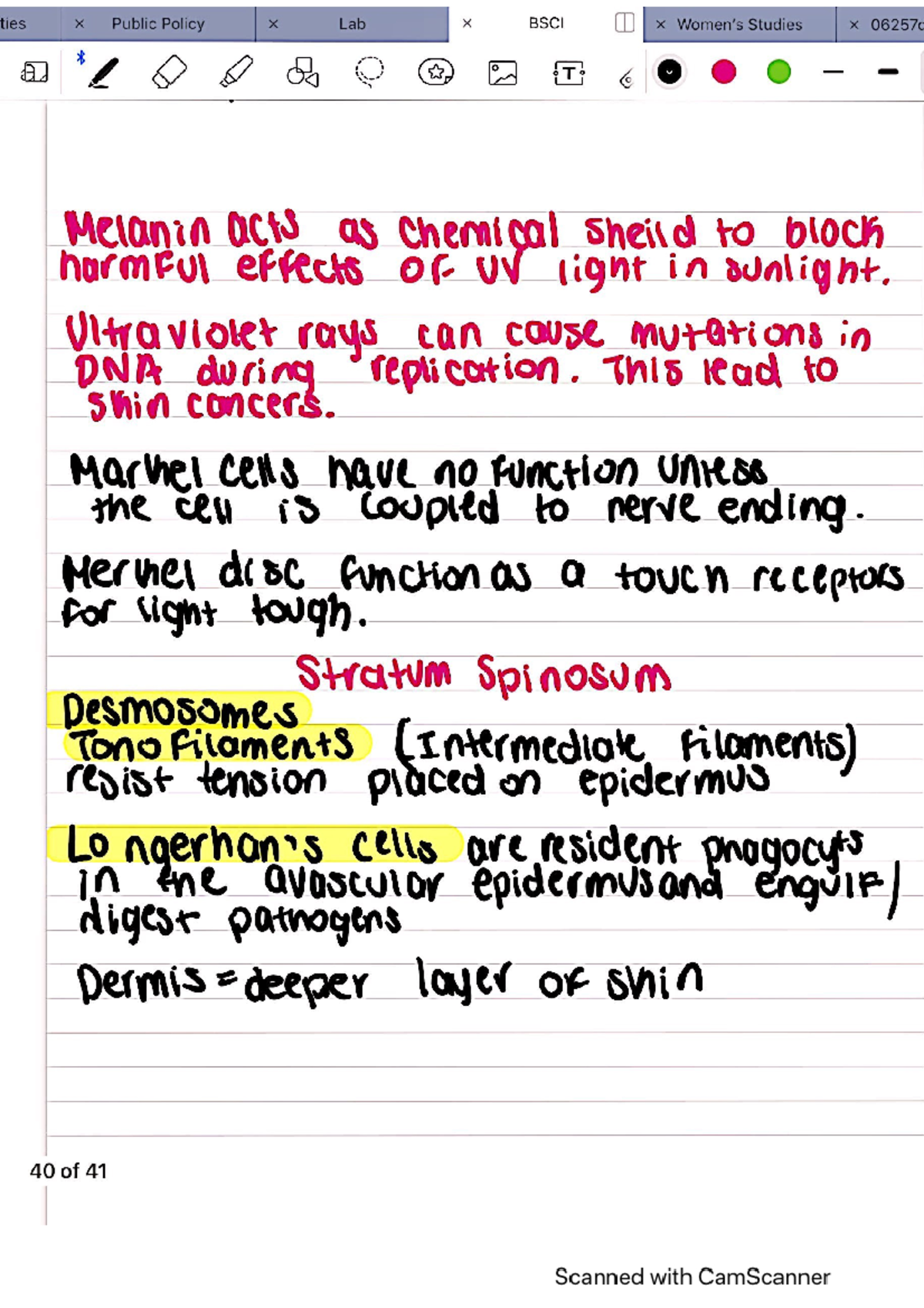 Anatomy skin notes and layer - ties X Public Policy X Lab BSCI Studies ...