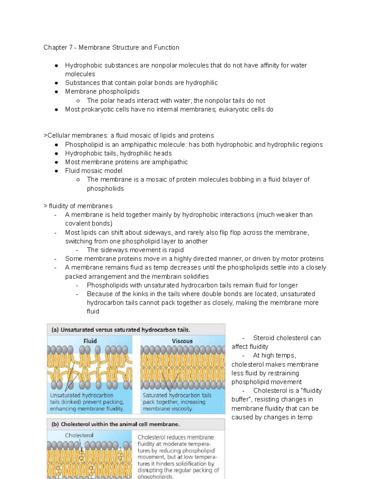 BIO 202 Chapter 7: Membrane Structure & Function Notes - Studocu