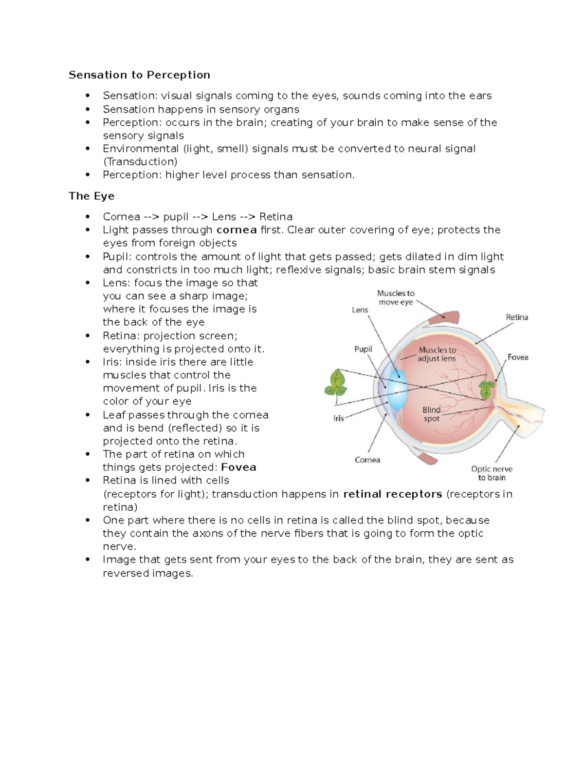 Psychology 101: Chapter 6 Sensation and Perception Notes - Studocu