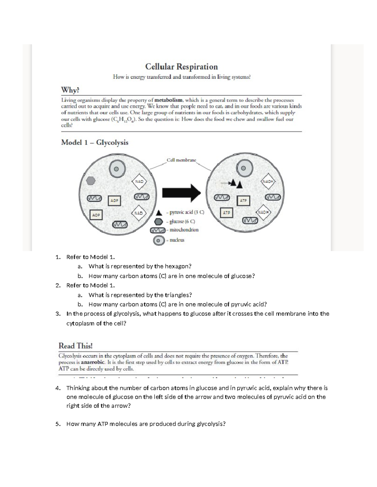 Cellular Respiration: Glycolysis, Krebs Cycle & ATP Yield Analysis (BIO ...