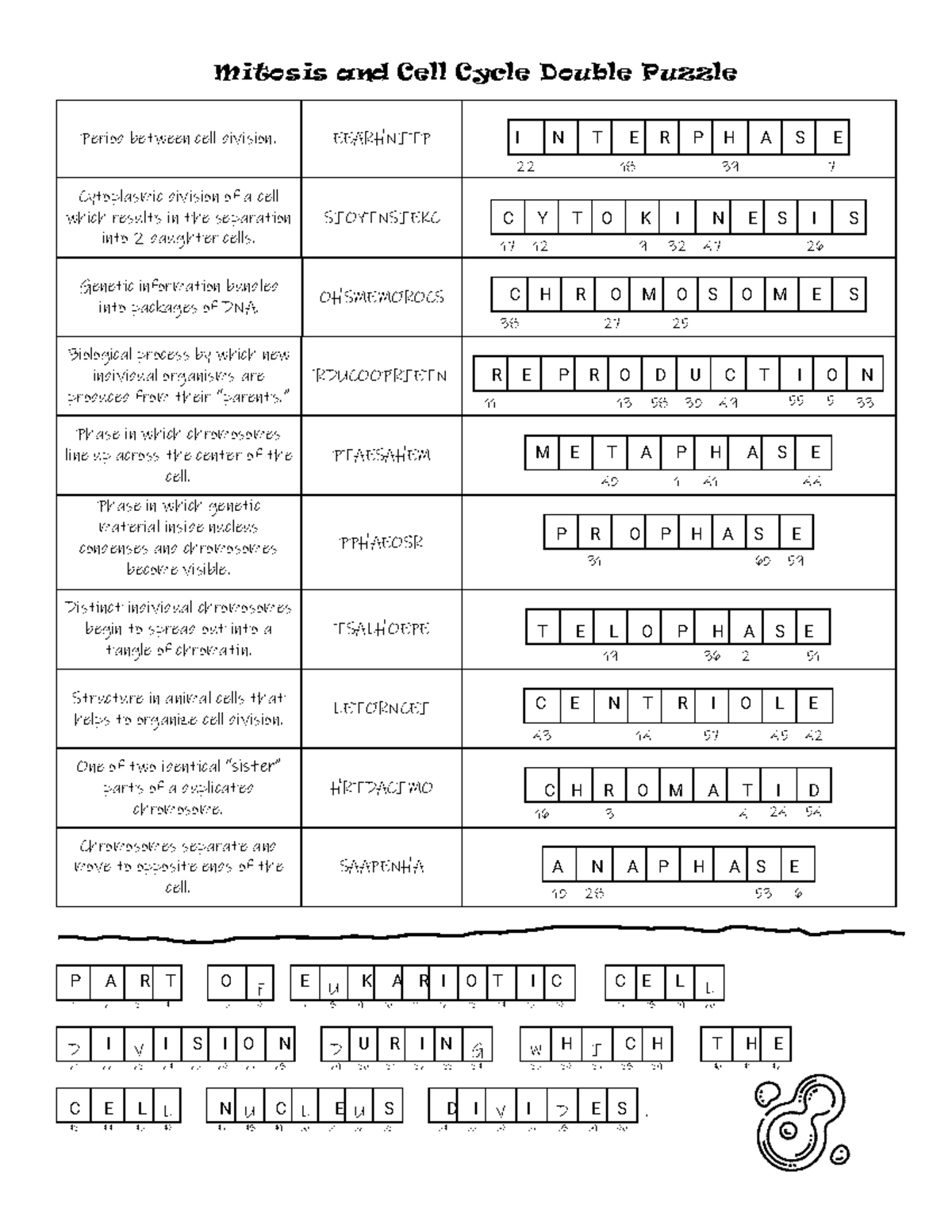 Mitosis and Cell Cycle Double Puzzle-1 for Aidan Mc Laughlin - Studocu