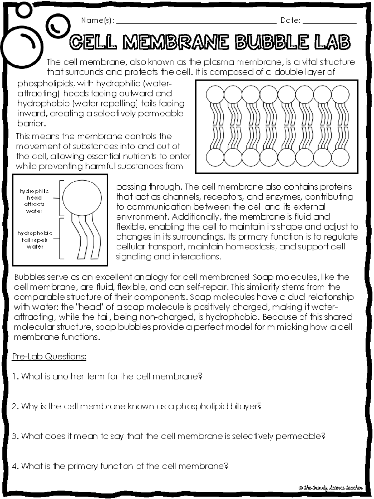 Cell Membrane Bubble Lab - The cell membrane, also known as the plasma ...