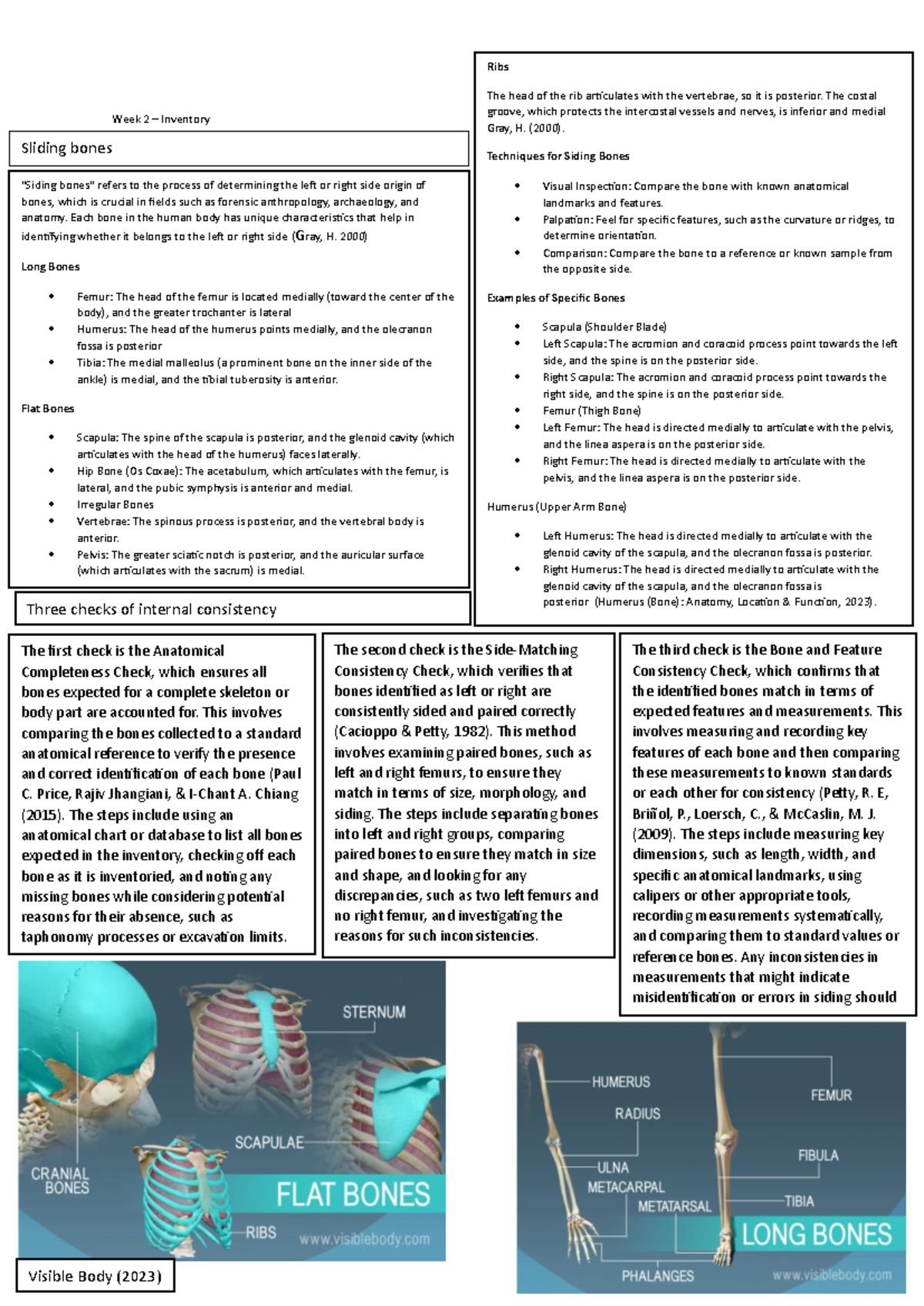 Learning Portfolio - Week 2 – Inventory Ribs The head of the rib ...