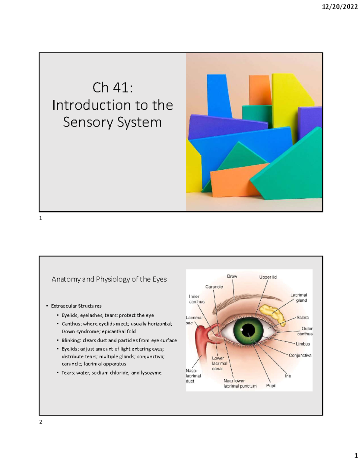 Chapter 41: Intro to Sensory System - Anatomy of Eyes & Ears - Studocu