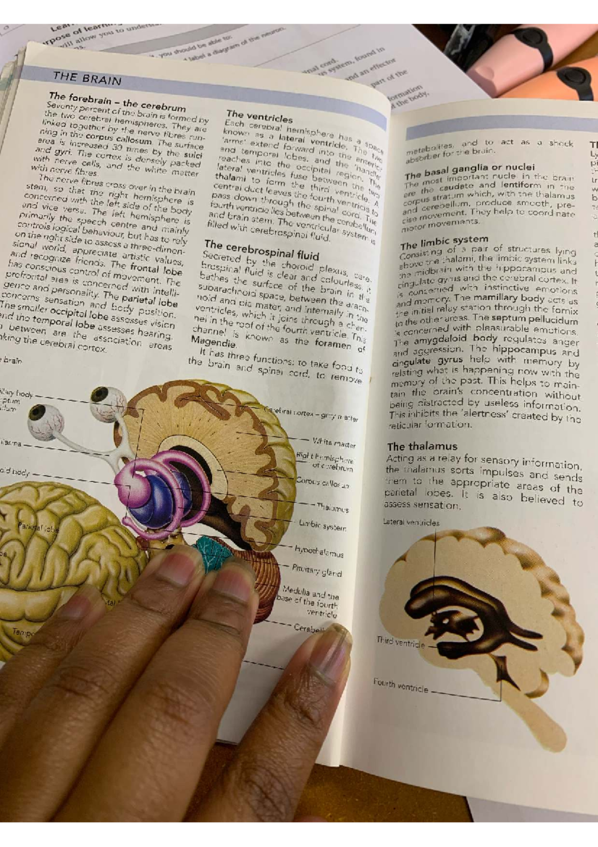 Course Notes for PSY101: The Brain and Nervous System Overview - Studocu