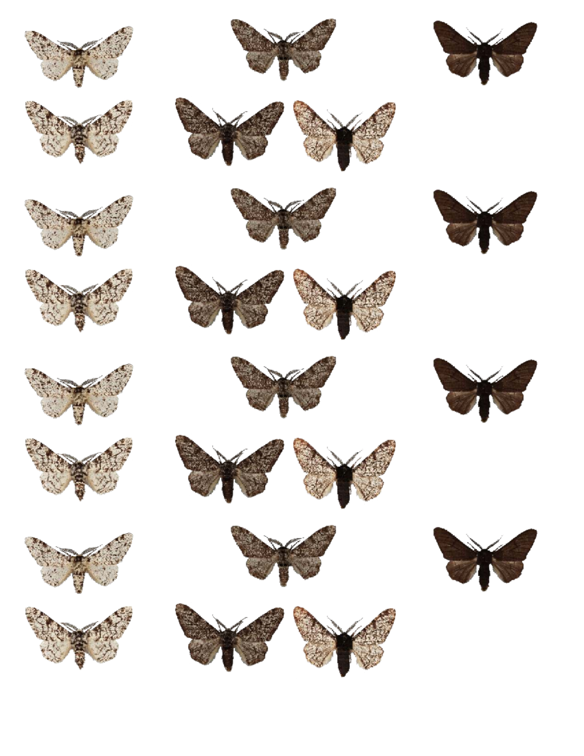 Peppered Moth Cutouts - IDT 3600 - MM MM 0o0e - Studocu