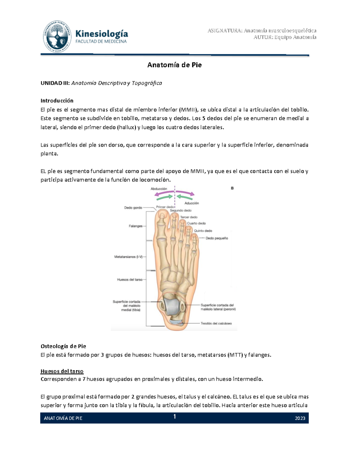 Anatomía de PIE - Osteología, Miología e Inervación Detallada - Studocu