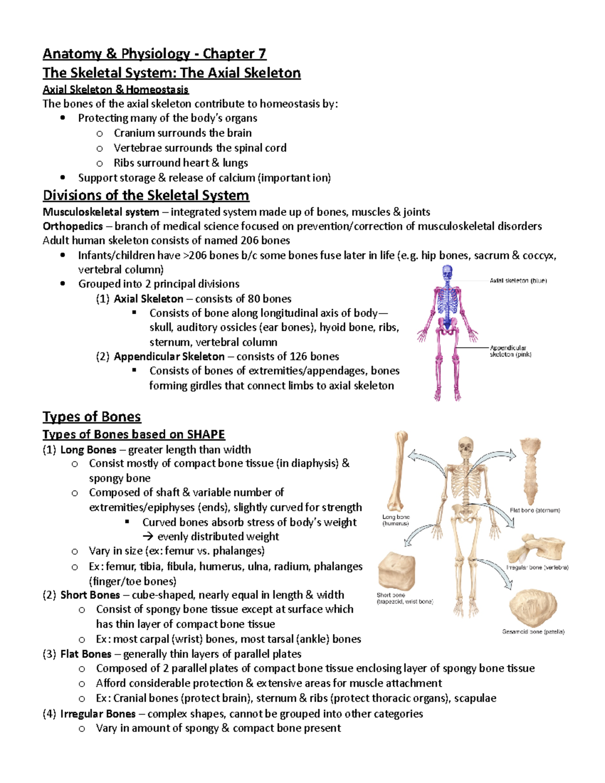 Chapter 7 - Understanding the Axial Skeleton in Anatomy & Physiology ...