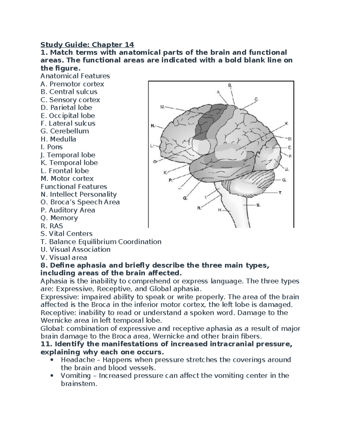 Week 8 Study Guide: Brain Anatomy, Disorders, and Seizures - Studocu