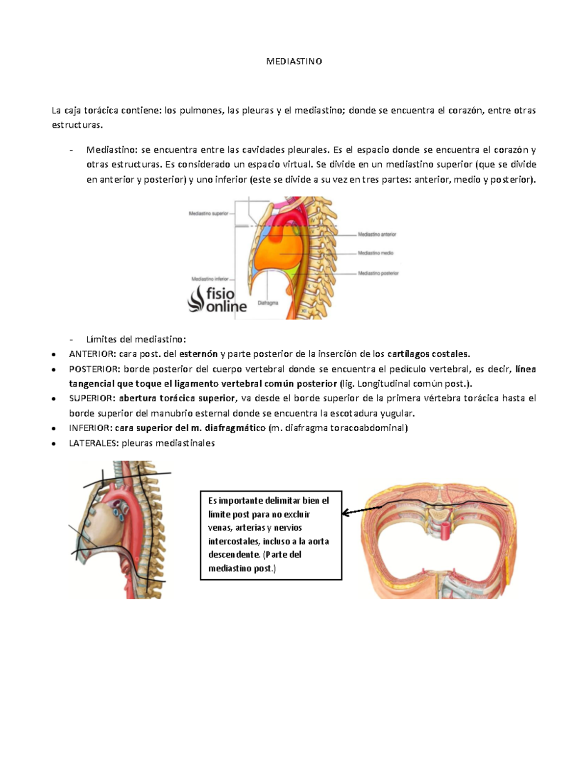 Mediastino: Resumen de Anatomía del Libro Latarjet Ruiz (Anatomía 101) - Studocu